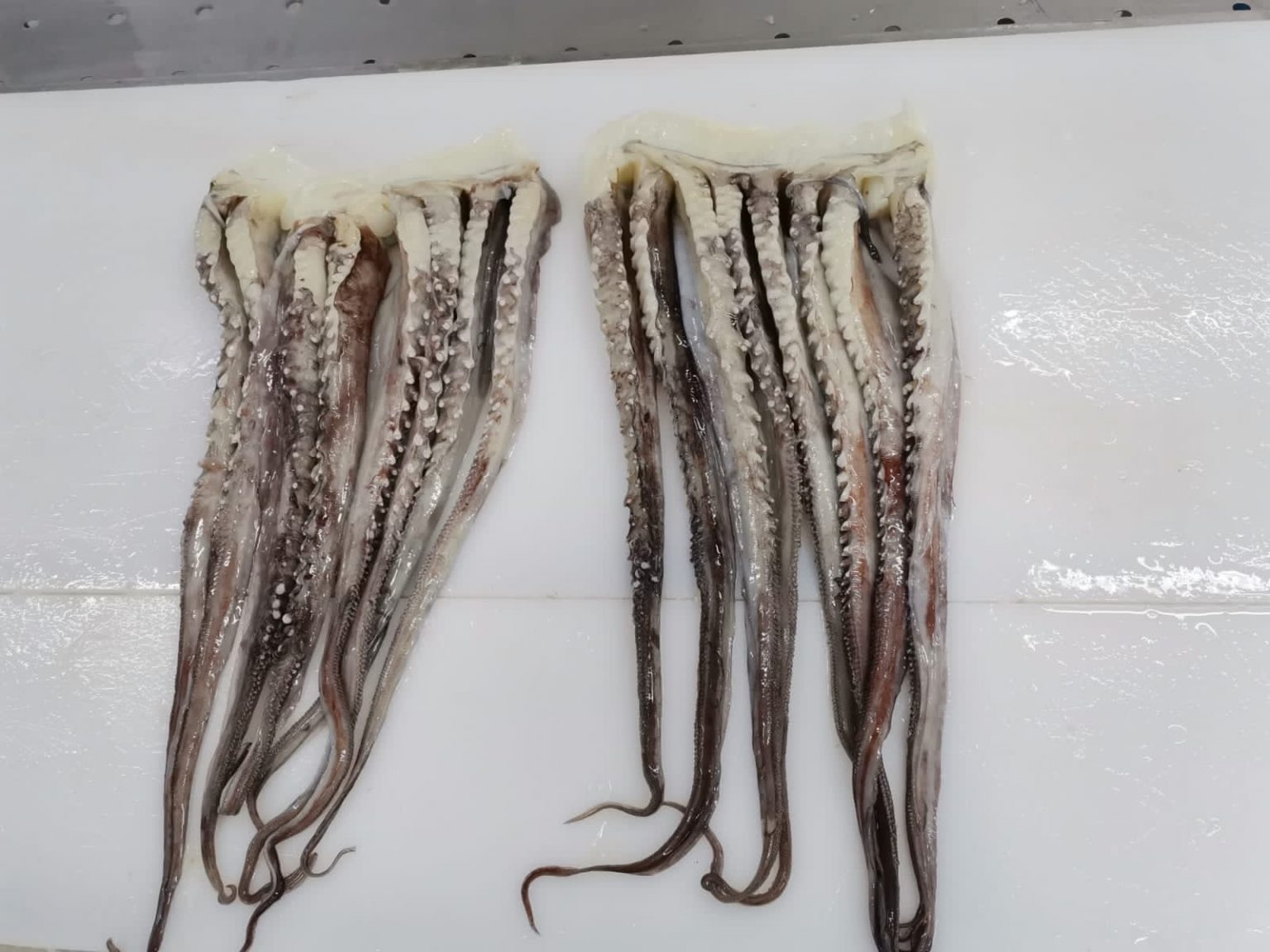 PRODUCTOS – LEBUMAR